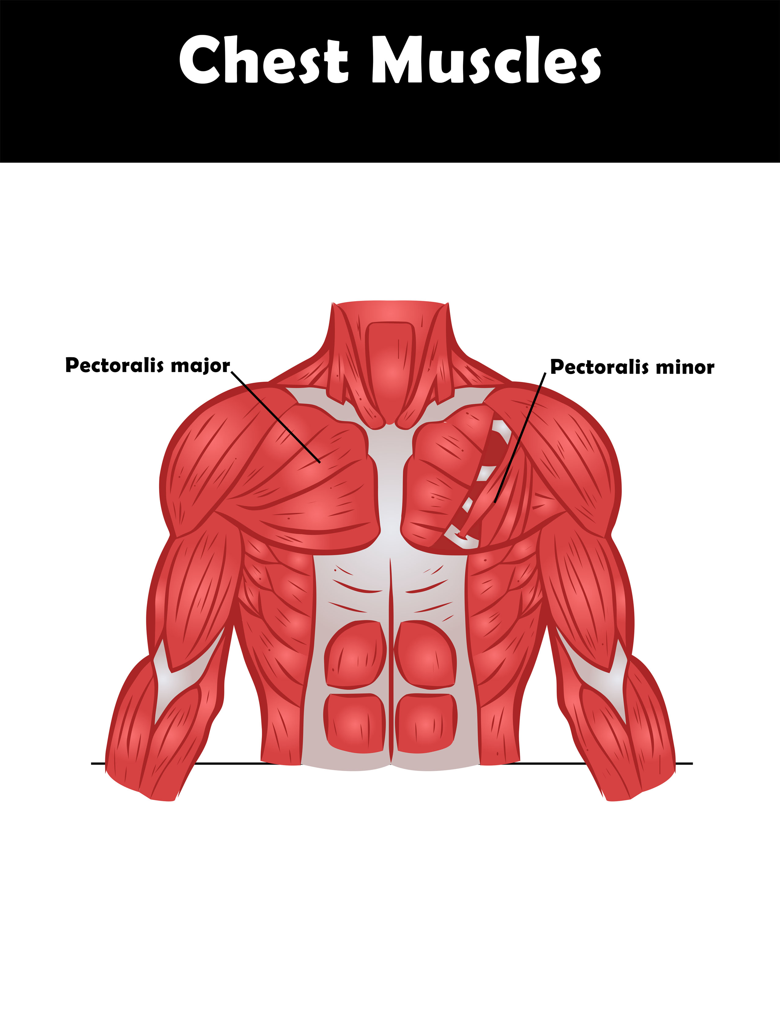 12 Best Chest Imaging Anatomy Images Anatomy Physiology